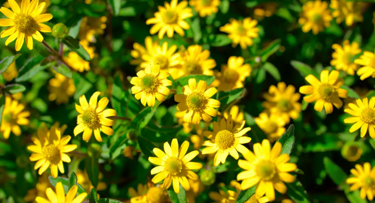 ¿Las flores amarillas simbolizan infidelidad? | Aprendí de la Vida